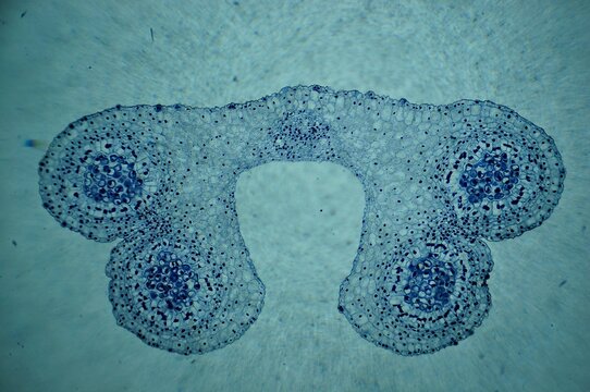 รูปภาพAnther – เลือกดูภาพถ่ายสต็อก เวกเตอร์ และวิดีโอ541,342 | Adobe Stock