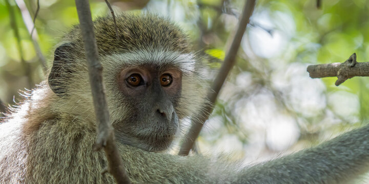 รูปภาพCercopithecidae – เลือกดูภาพถ่ายสต็อก เวกเตอร์ และวิดีโอ5,759 ...