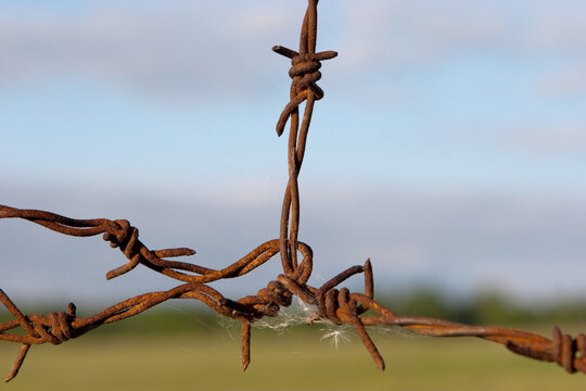 142 BEST Barb-Wire IMAGES, STOCK PHOTOS & VECTORS | Adobe Stock