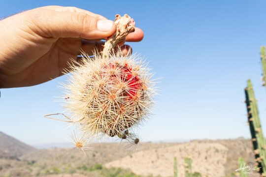 Imágenes de Pitayo: descubre bancos de fotos, ilustraciones, vectores y ...