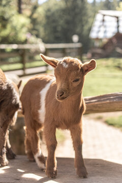 Baby-Ziege Bilder – Durchsuchen 4,245 Archivfotos, Vektorgrafiken und ...