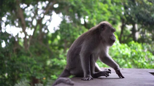 "Sitting Monkey" Bilder – Durchsuchen 94 Archivfotos, Vektorgrafiken ...