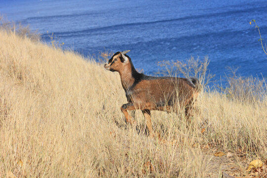 Chevrette-Bilder: Stock-Fotos & -Videos. | Adobe Stock
