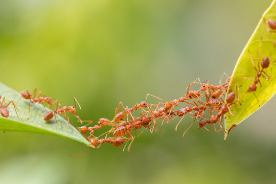 รูปภาพGaster – เลือกดูภาพถ่ายสต็อก เวกเตอร์ และวิดีโอ3,034 | Adobe Stock
