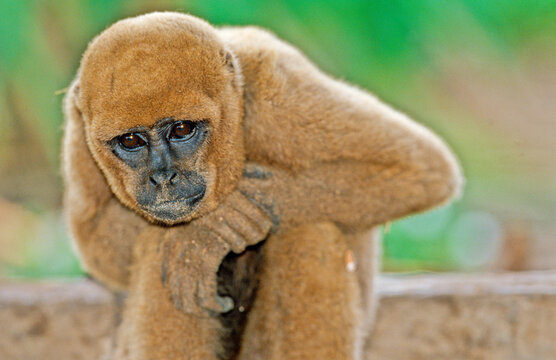 Wolley Images – Browse 15 Stock Photos, Vectors, and Video | Adobe Stock