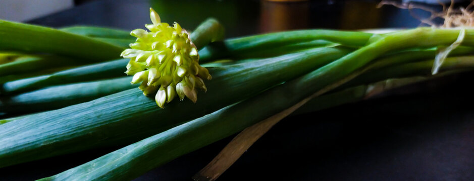 Cebollin Images – Browse 146 Stock Photos, Vectors, and Video | Adobe Stock