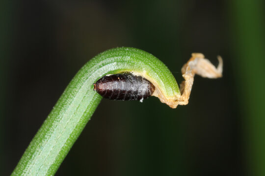 Eelworm Images – Browse 52 Stock Photos, Vectors, and Video | Adobe Stock