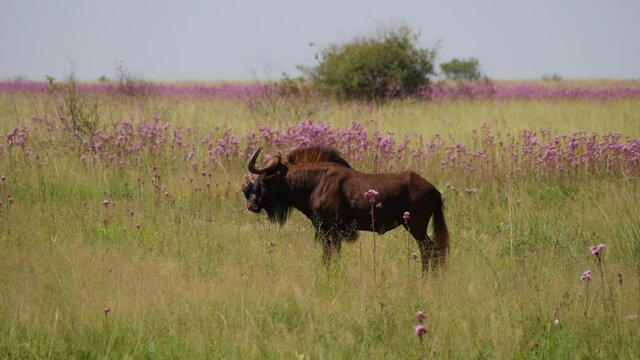 "White-Tailed Gnu" Imagens – Procure 1,005 fotos, vetores e vídeos ...