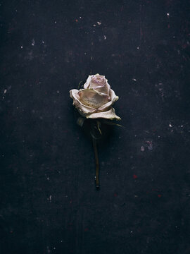 รูปภาพ"Pink Rose" – เลือกดูภาพถ่ายสต็อก เวกเตอร์ และวิดีโอ20,163 ...
