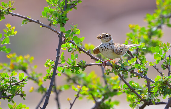 "Bush Lark"-Bilder: Stock-Fotos & -Videos. | Adobe Stock