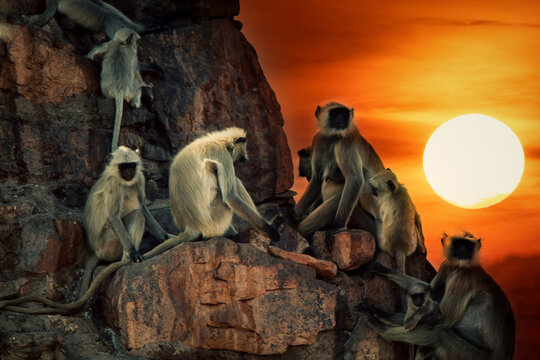 "Bunch Monkeys" Billeder – Gennemse 134 stockfotos, vektorer og videoer ...
