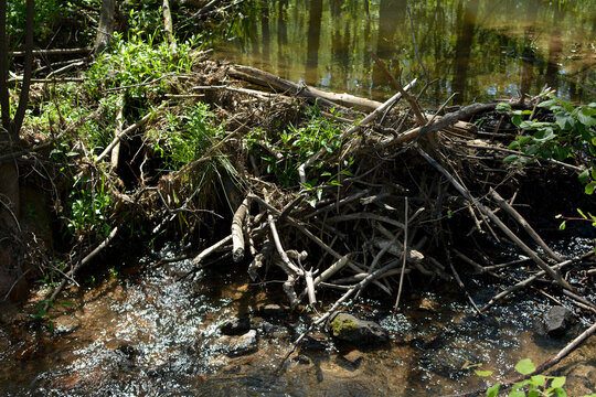 Biberbau Bilder – Durchsuchen 2,705 Archivfotos, Vektorgrafiken und ...