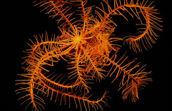 รูปภาพCrinoid – เลือกดูภาพถ่ายสต็อก เวกเตอร์ และวิดีโอ3,279 | Adobe Stock