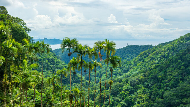 รูปภาพPalmiche – เลือกดูภาพถ่ายสต็อก เวกเตอร์ และวิดีโอ1,934 | Adobe Stock