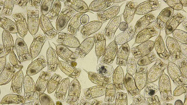 Keratella Images – Browse 68 Stock Photos, Vectors, and Video | Adobe Stock