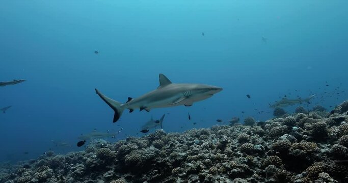 Afbeeldingen over "Silky Shark" – Blader in stockfoto's, vectoren en ...