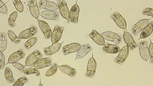 Keratella Images – Browse 68 Stock Photos, Vectors, and Video | Adobe Stock