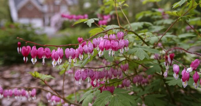 Lyre-Flower Images – Browse 3,398 Stock Photos, Vectors, and Video ...