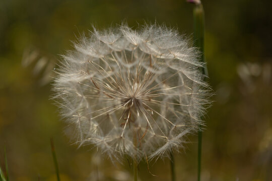 Dispersar-Bilder: Stock-Fotos & -Videos. | Adobe Stock