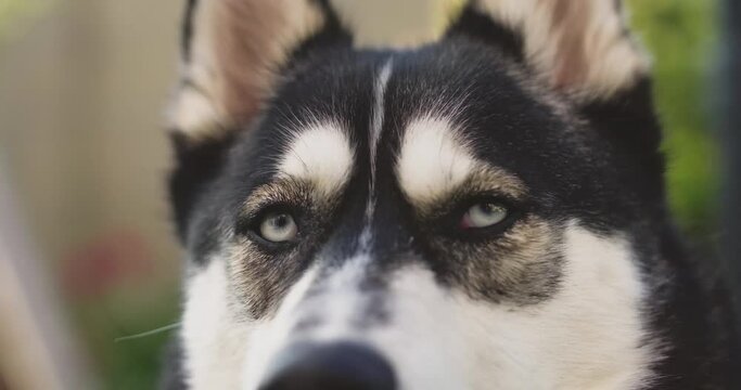 "Husky Face" Images – Browse 78 Stock Photos, Vectors, and Video ...