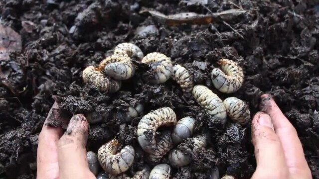 รูปภาพSoft-Bodied – เลือกดูภาพถ่ายสต็อก เวกเตอร์ และวิดีโอ522 | Adobe Stock