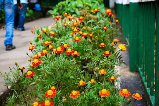 Genda Phool Flower In English | Best Flower Site