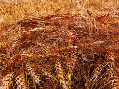 Consumed Images – Browse 378,389 Stock Photos, Vectors, and Video ...