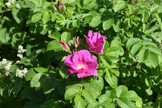 รูปภาพBuschrose – เลือกดูภาพถ่ายสต็อก เวกเตอร์ และวิดีโอ283 | Adobe Stock