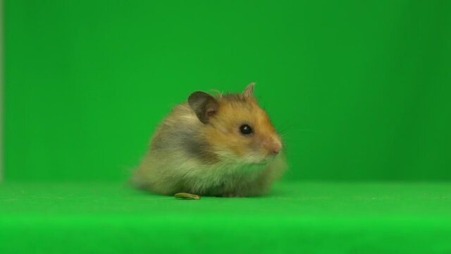"Syrian Hamster" 影像 – 瀏覽 3,892 個素材庫相片、向量圖和影片 | Adobe Stock