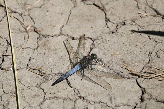 รูปภาพOdonate – เลือกดูภาพถ่ายสต็อก เวกเตอร์ และวิดีโอ47,478 | Adobe Stock