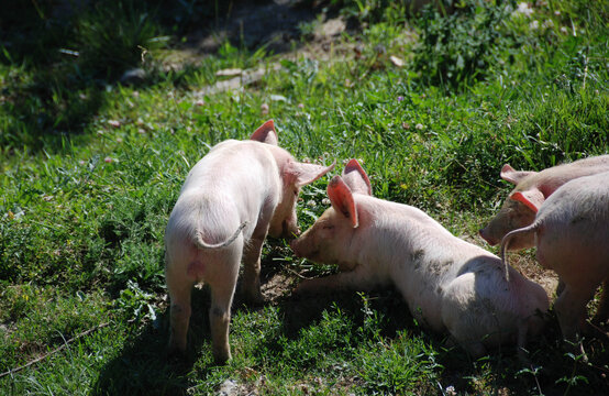 รูปภาพPiglets – เลือกดูภาพถ่ายสต็อก เวกเตอร์ และวิดีโอ151,072 | Adobe Stock