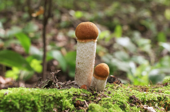 Birken-Rotkappe Bilder – Durchsuchen 666 Archivfotos, Vektorgrafiken ...