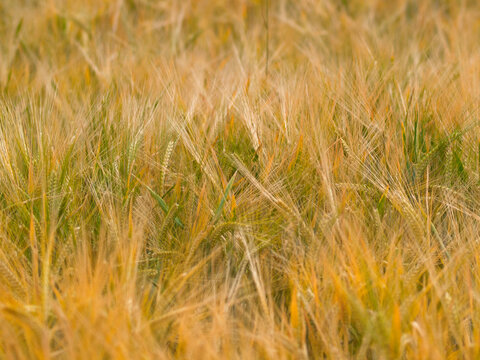 Roggenfeld bilder – Bläddra bland 1,613 stockfoton, vektorer och videor ...