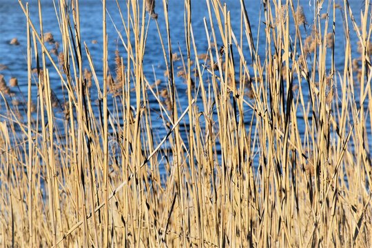 Trzcina 이미지 – 찾아보기 2,202 스톡 사진, 벡터 및 비디오 | Adobe Stock