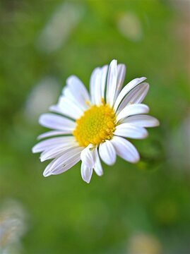 Swet Images – Browse 822 Stock Photos, Vectors, and Video | Adobe Stock