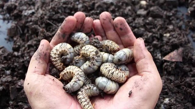 รูปภาพSoft-Bodied – เลือกดูภาพถ่ายสต็อก เวกเตอร์ และวิดีโอ522 | Adobe Stock