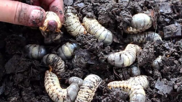 รูปภาพSoft-Bodied – เลือกดูภาพถ่ายสต็อก เวกเตอร์ และวิดีโอ522 | Adobe Stock