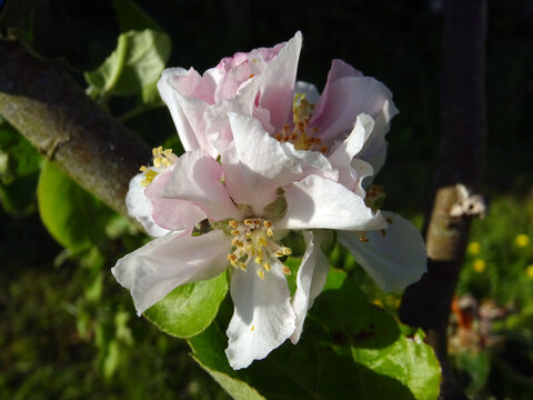 Murier 이미지 – 찾아보기 197 스톡 사진, 벡터 및 비디오 | Adobe Stock