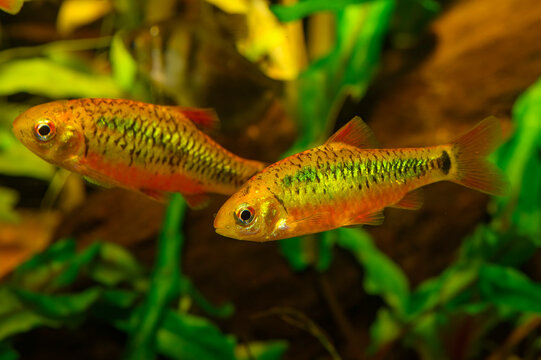 รูปภาพCyprinids – เลือกดูภาพถ่ายสต็อก เวกเตอร์ และวิดีโอ5,483 | Adobe Stock