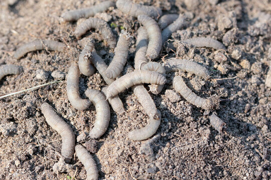 Schnacke Bilder – Durchsuchen 6,746 Archivfotos, Vektorgrafiken und ...