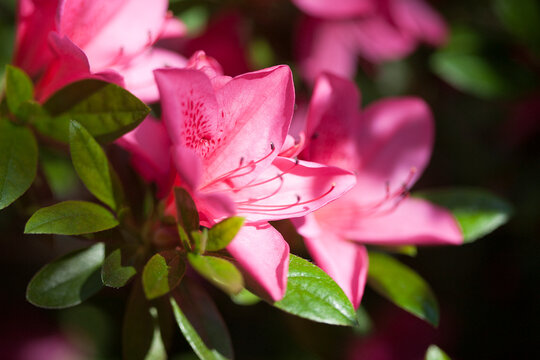 Azelia Images – Browse 26 Stock Photos, Vectors, and Video | Adobe Stock