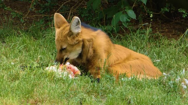 Imagens de Redwolves – Explore Fotografias do Stock, Vetores e Vídeos ...