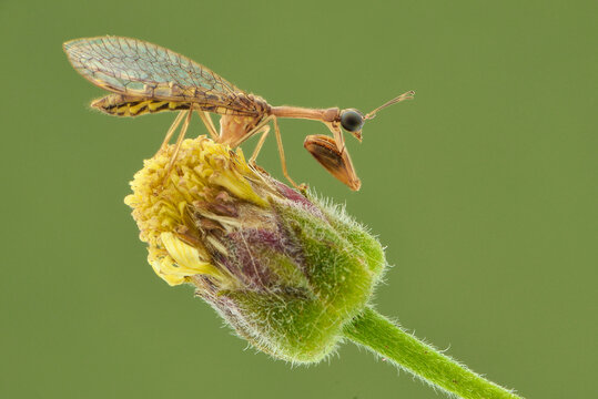 Mantispidae Images – Browse 51 Stock Photos, Vectors, and Video | Adobe ...