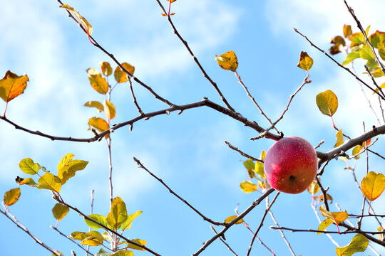 Ringo Bilder – Durchsuchen 537 Archivfotos, Vektorgrafiken und Videos ...