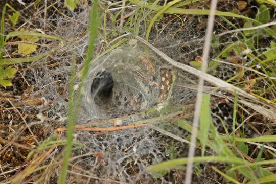 Colotes Bilder – Durchsuchen 5 Archivfotos, Vektorgrafiken und Videos ...