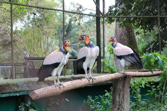 Zamuro Images – Browse 63 Stock Photos, Vectors, and Video | Adobe Stock