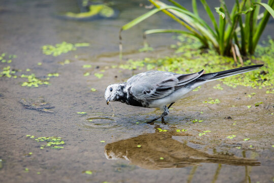 Dasselfliege Bilder – Durchsuchen 589 Archivfotos, Vektorgrafiken und ...