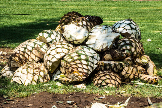 รูปภาพPinnaple – เลือกดูภาพถ่ายสต็อก เวกเตอร์ และวิดีโอ127 | Adobe Stock