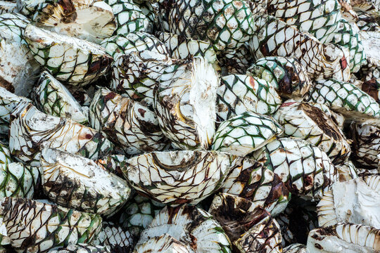 รูปภาพPinnaple – เลือกดูภาพถ่ายสต็อก เวกเตอร์ และวิดีโอ127 | Adobe Stock