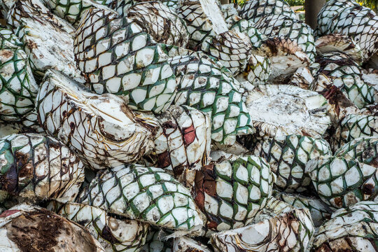 รูปภาพPinnaple – เลือกดูภาพถ่ายสต็อก เวกเตอร์ และวิดีโอ127 | Adobe Stock